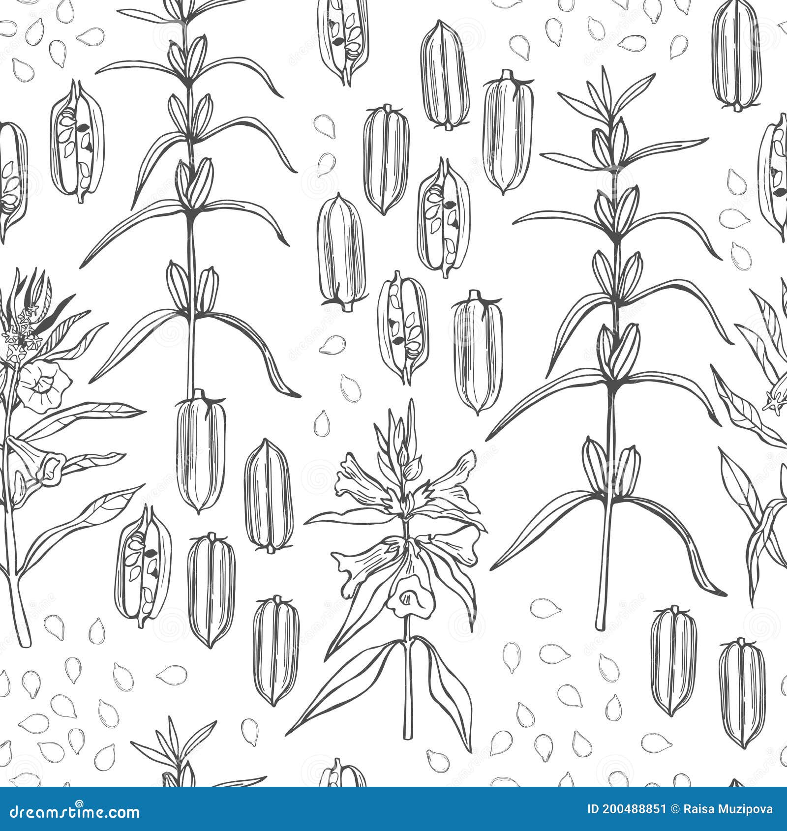 Sesame Plant Vector Drawing. Hand Drawn Food Ingredient. Botanic ...