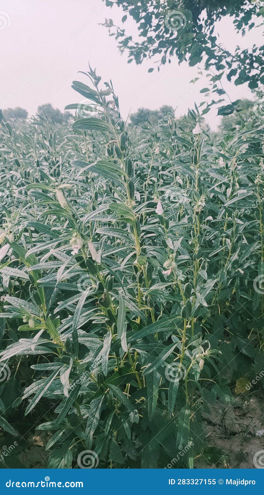 SESAME PLANTS stock image. Image of green, plants, sesame - 283327155