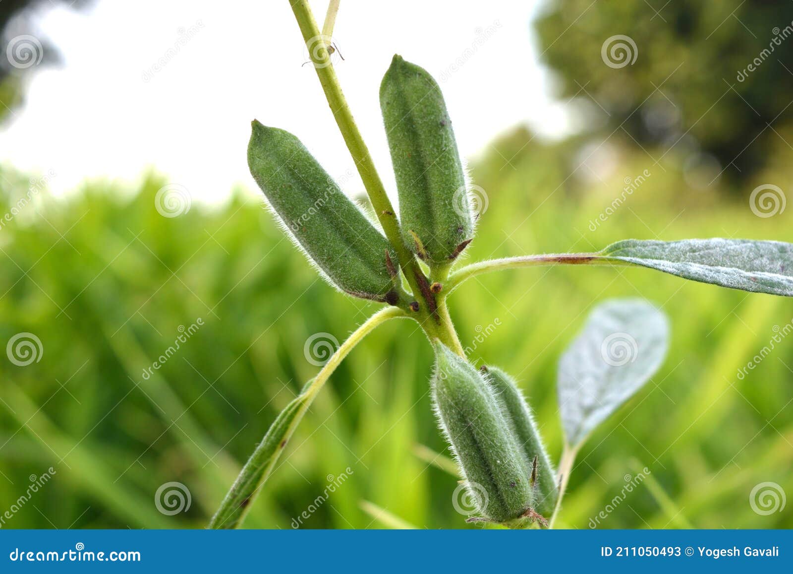 Sesame pods in a field stock image. Image of seeds, crop - 211050493