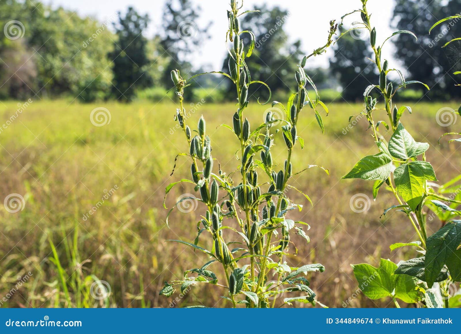 Sesame Pods are Growing on the Tree Stock Photo - Image of closeup ...
