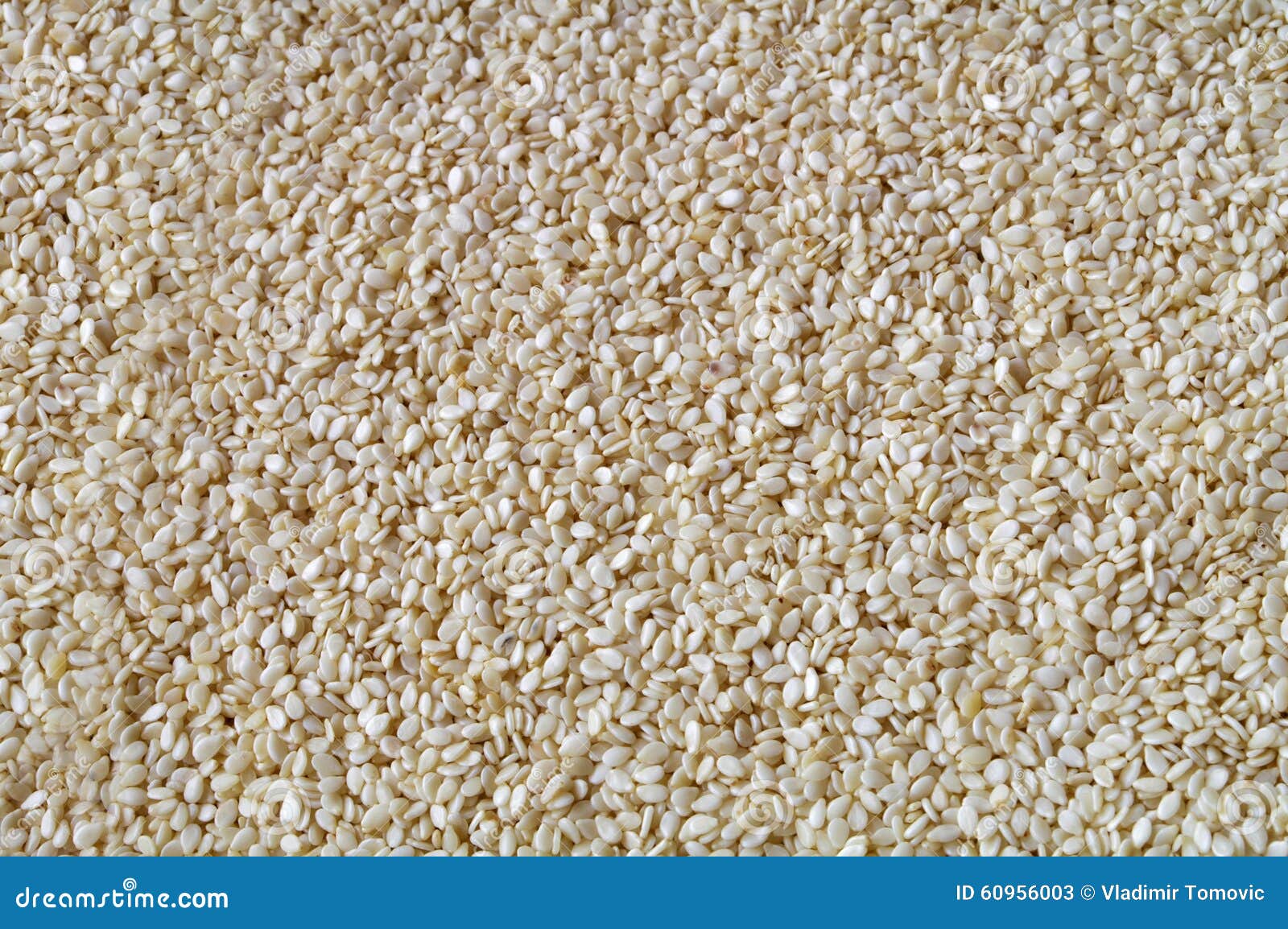 Seed Background Corn Stock Photography | CartoonDealer.com #60952688