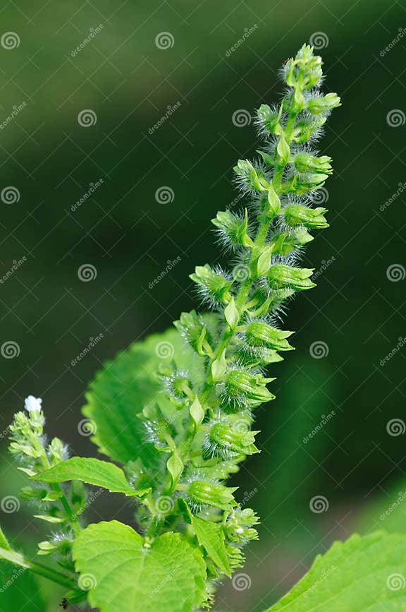 Sesame seed flower stock image. Image of sesame, crop - 10954509