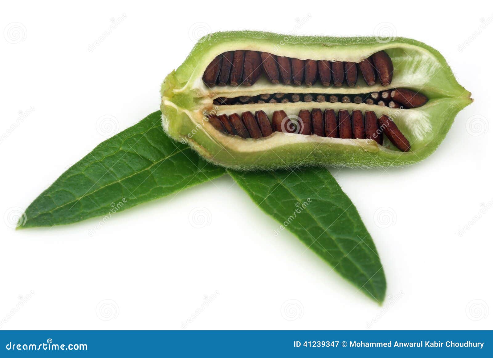 Sesame seeds with leaves stock image. Image of detail - 41239347