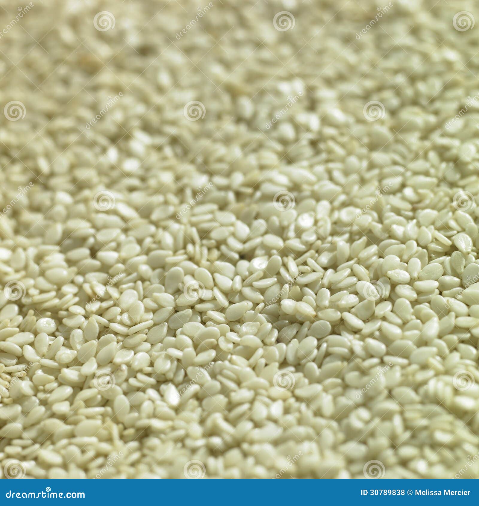 Sesame seeds stock photo. Image of beige, husks, pods - 30789838