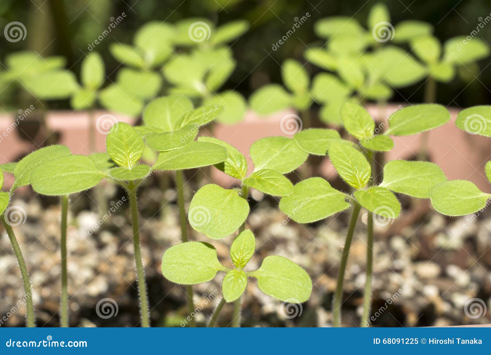 Sesame sprout stock image. Image of garden, growing, summer - 68091225