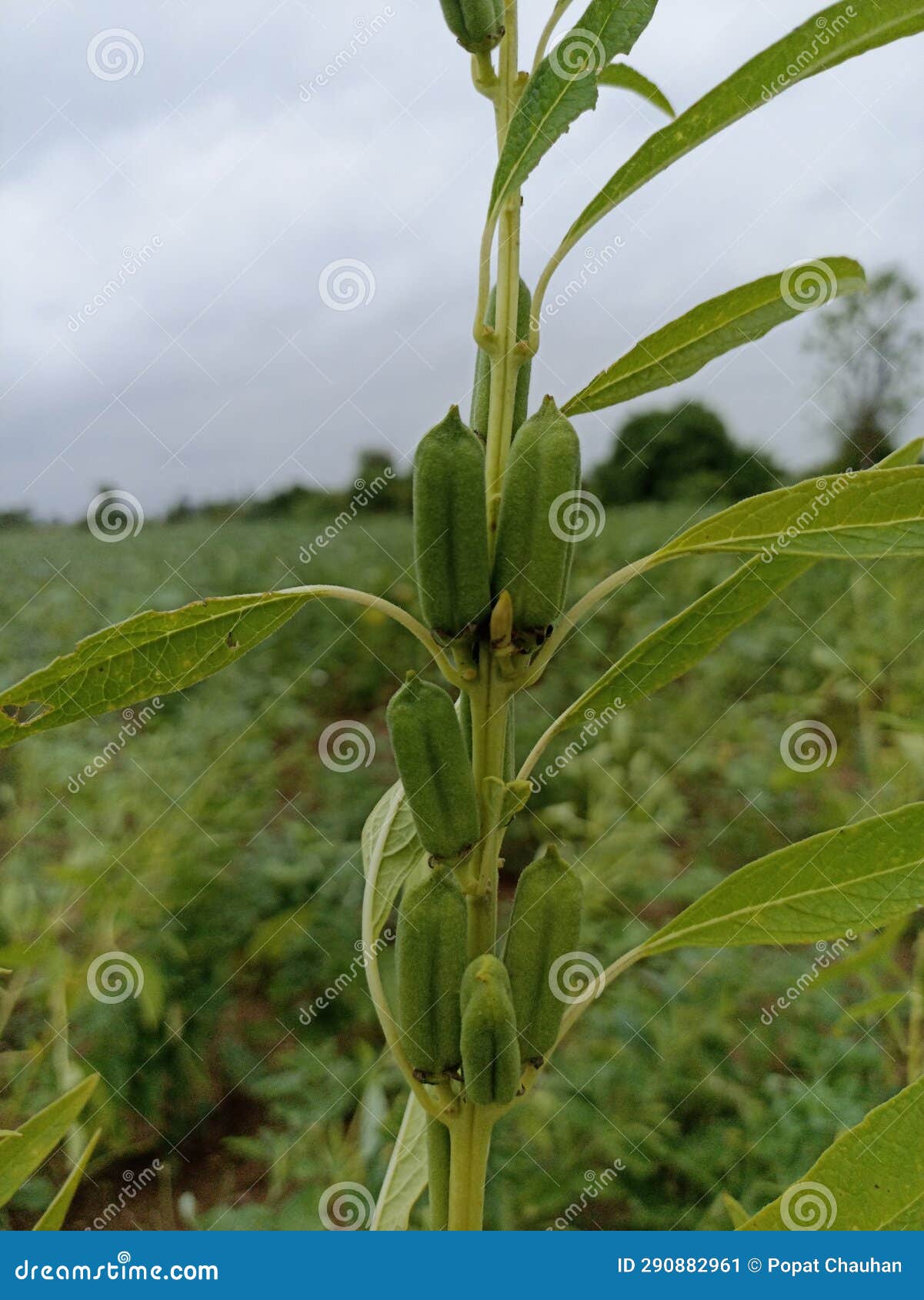 Sesame & X28;Til& X29; Plant with Sesame Green Beans Stock Image ...
