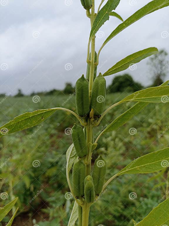 Sesame & X28;Til& X29; Plant with Sesame Green Beans Stock Image ...