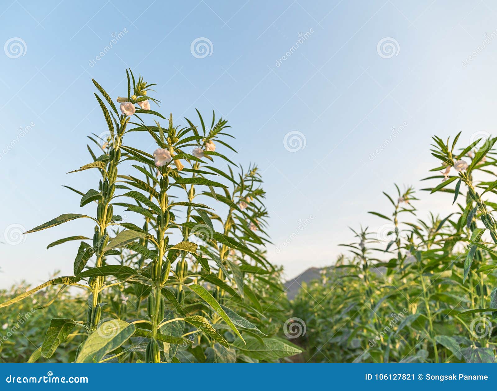 Sesame on tree in plant stock image. Image of food, spice - 106127821