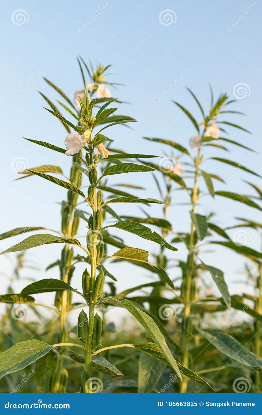 Sesame on tree in plant stock image. Image of tropical - 106663825