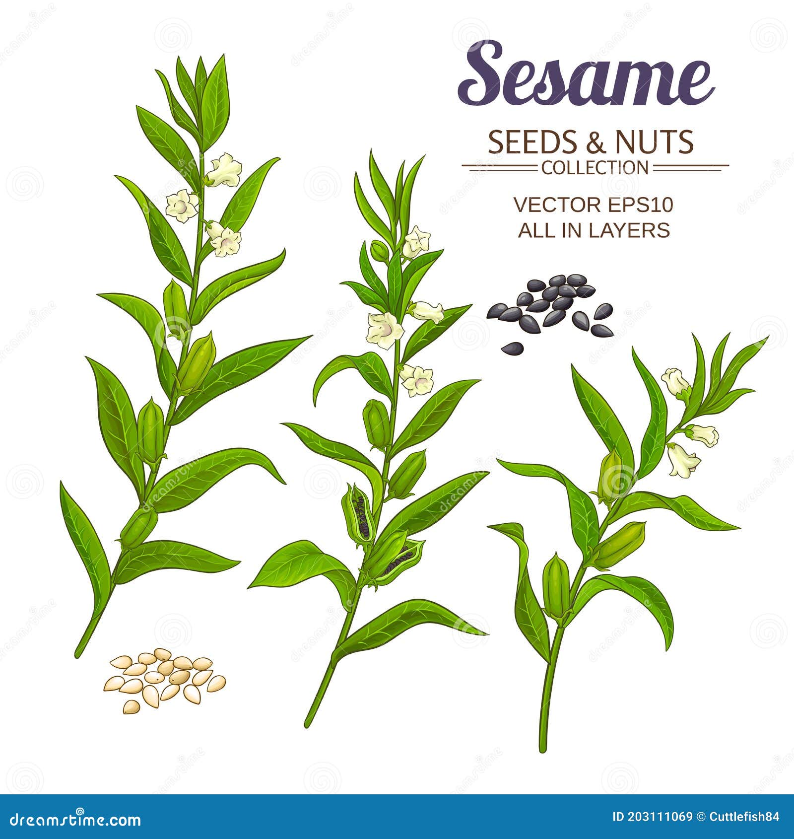 Sesame. Vector Drawing | CartoonDealer.com #111869884