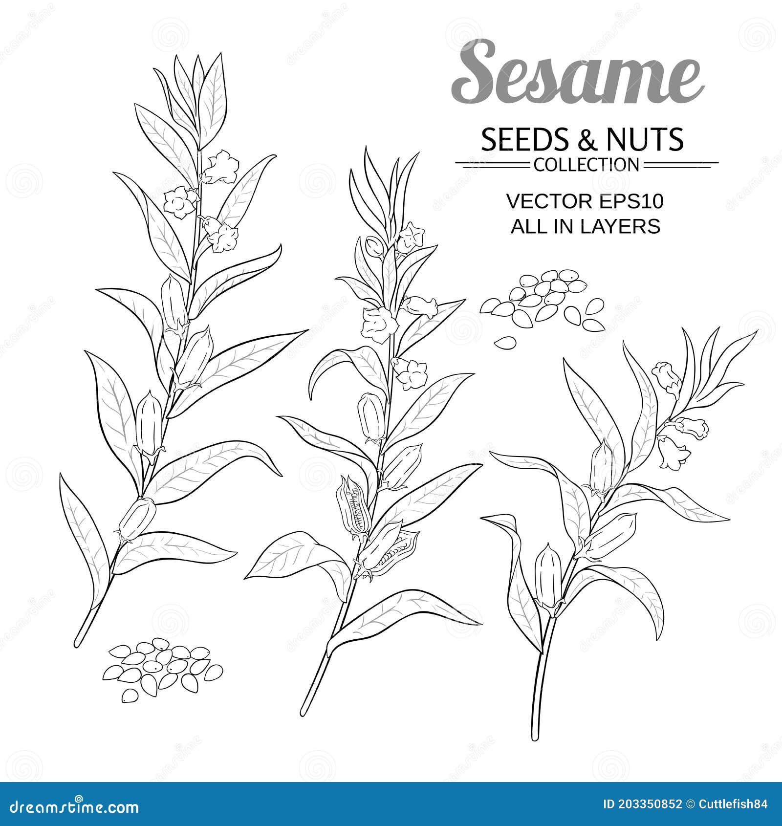 Sesame. Vector Drawing | CartoonDealer.com #111869884