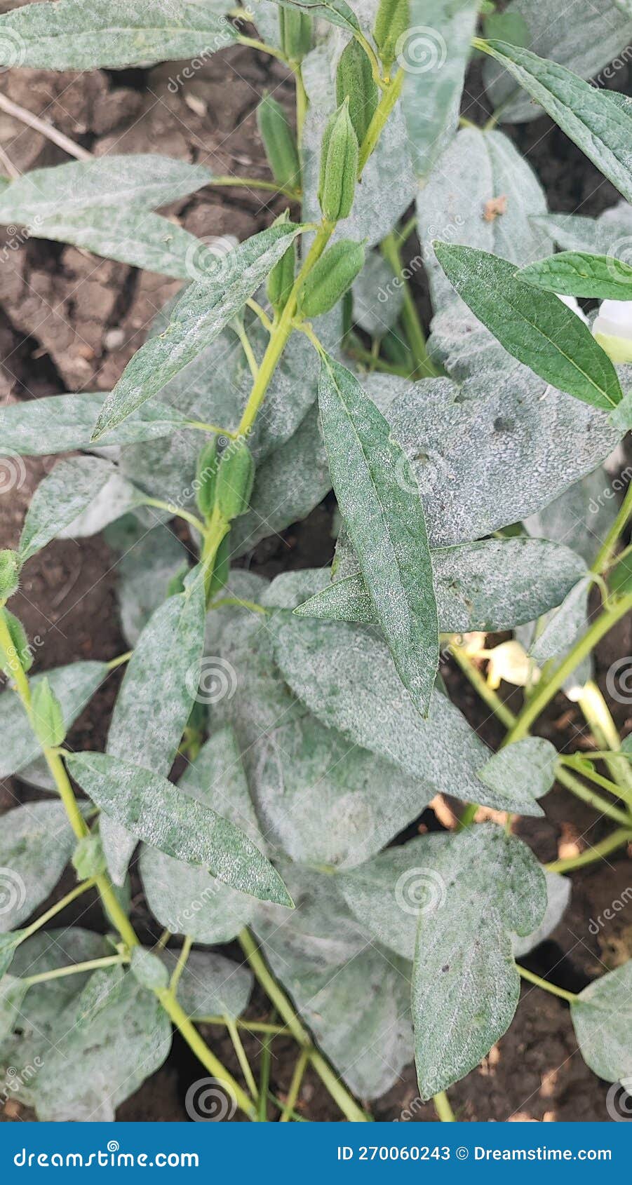 Sesamum Powdery mildew stock image. Image of powdery - 270060243