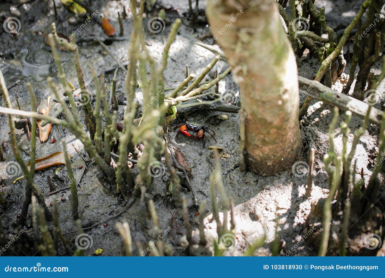 Sesarma mederi stock photo. Image of outdoor, brown - 103818930