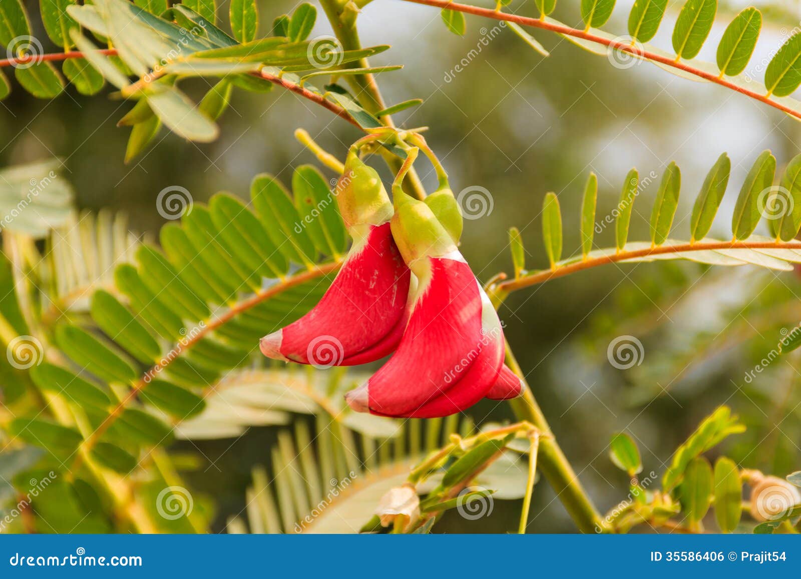 Sesban stock photo. Image of wood, agatti, tree, bird - 35586406