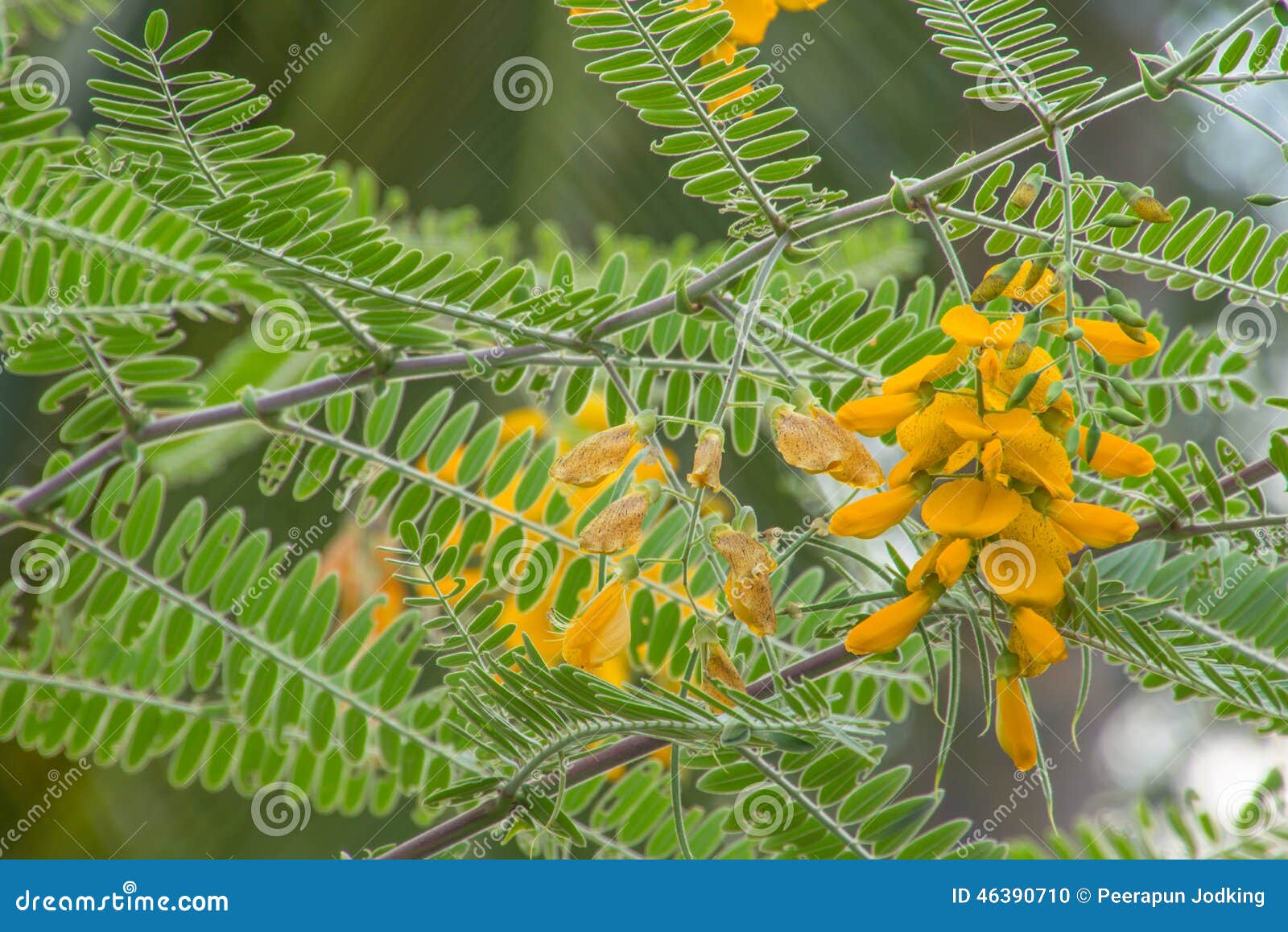 Sesbania Flower stock photo. Image of agasta, leaf, herb - 46390710