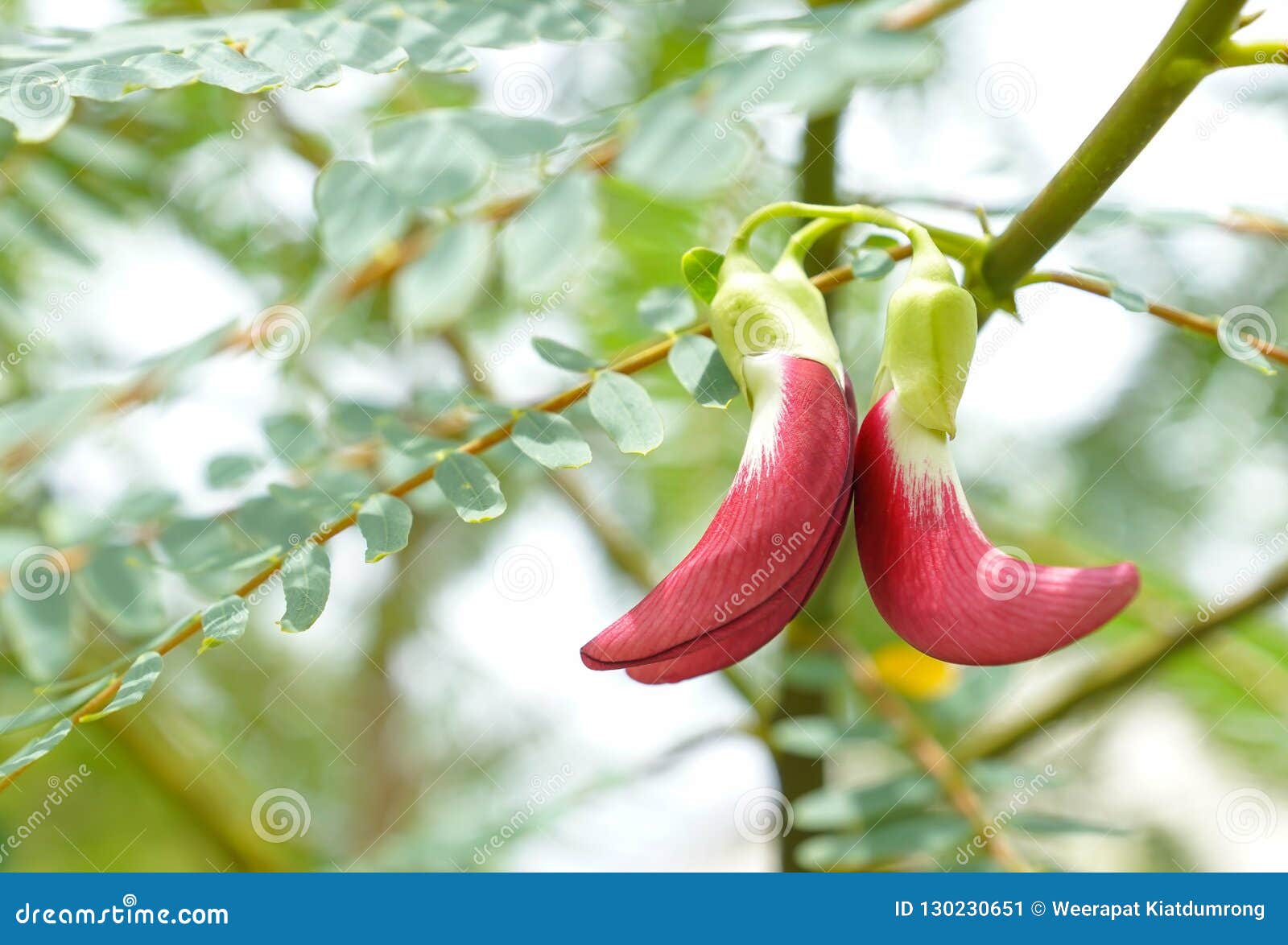 Sesbania grandiflora imagem de stock. Imagem de flora - 130230651