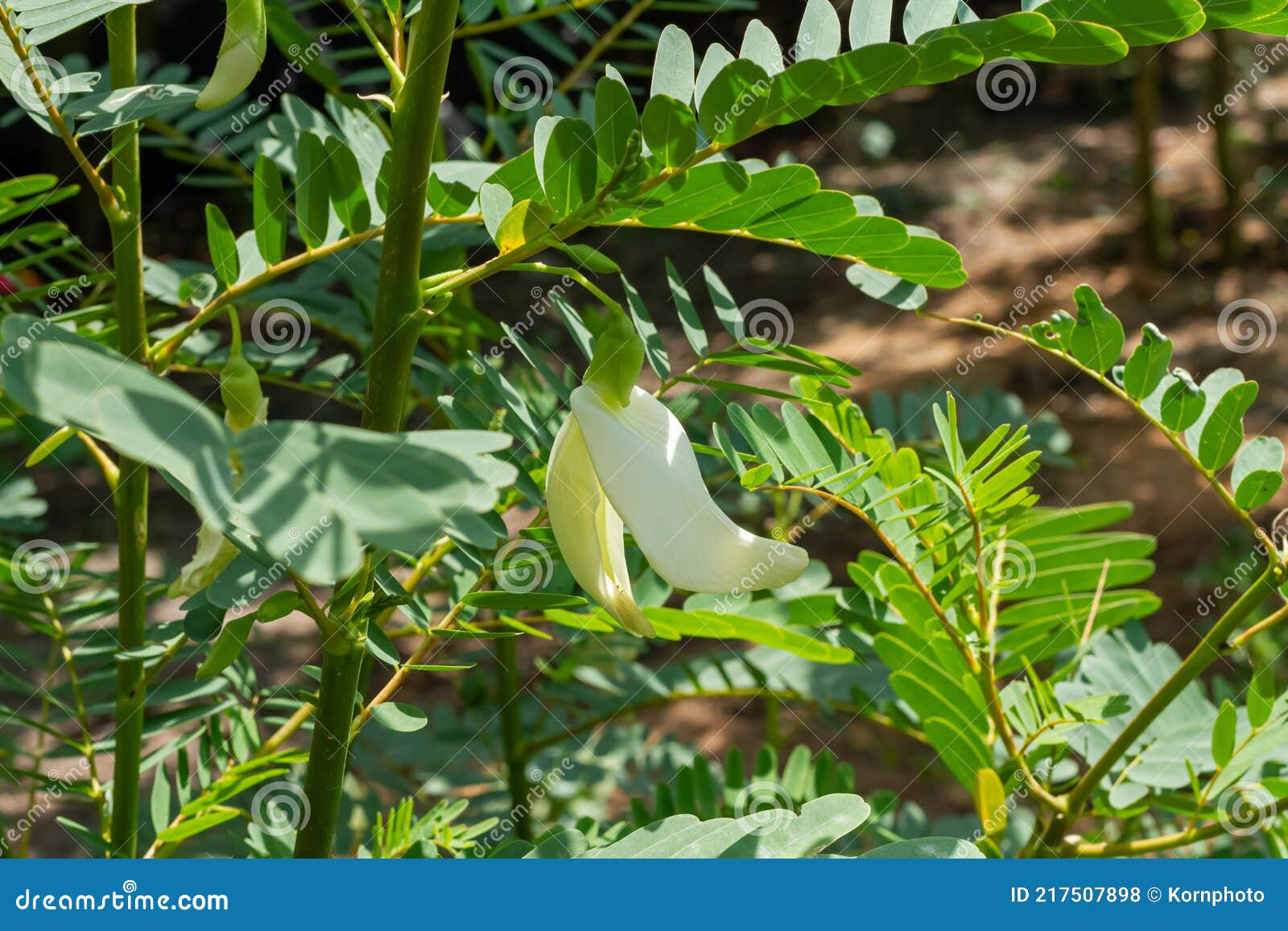 Sesbania Grandiflora Flower on Tree. Stock Photo - Image of white ...