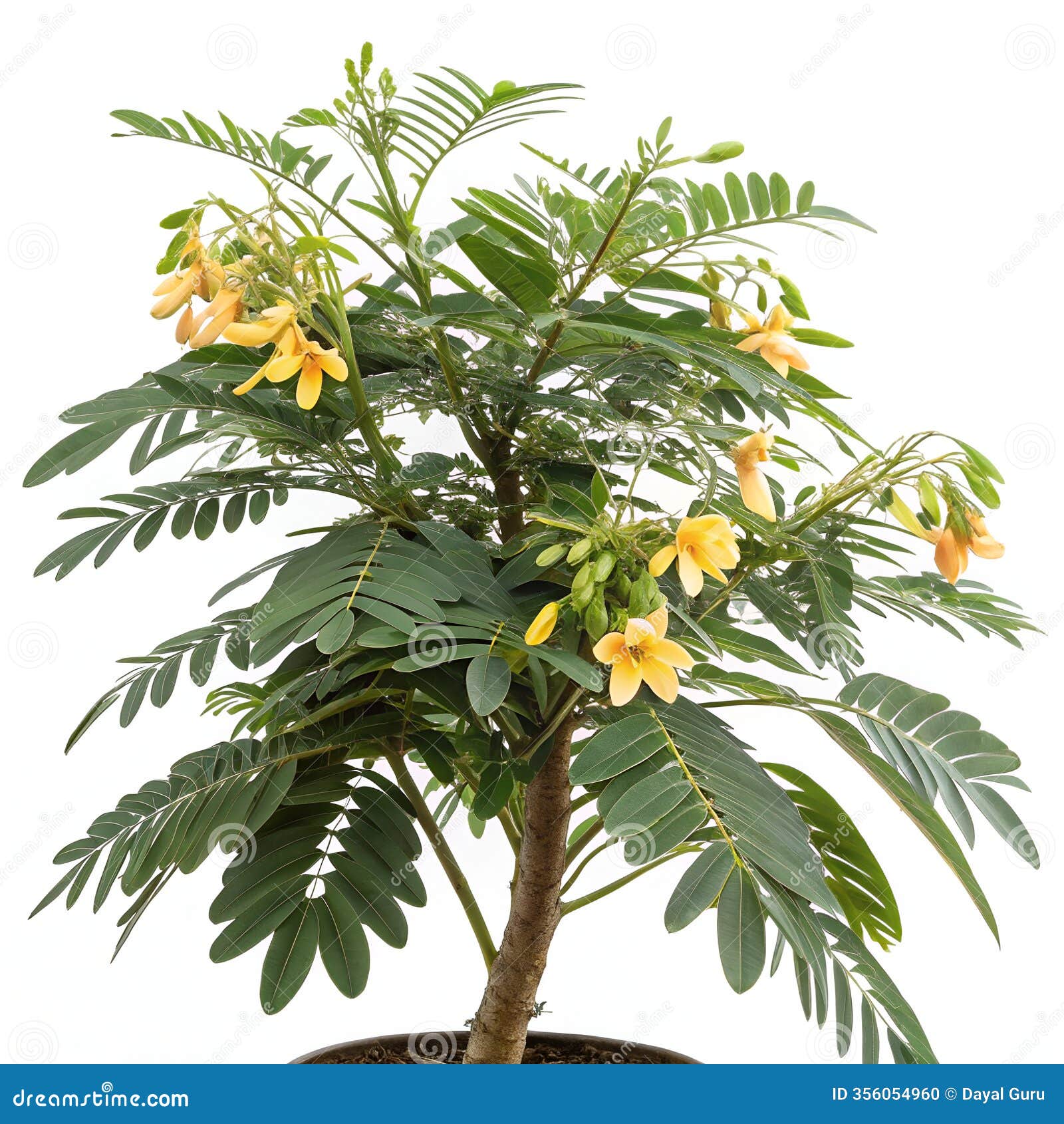 Sesbania Grandiflora Isolated On White Background Stock Photography ...