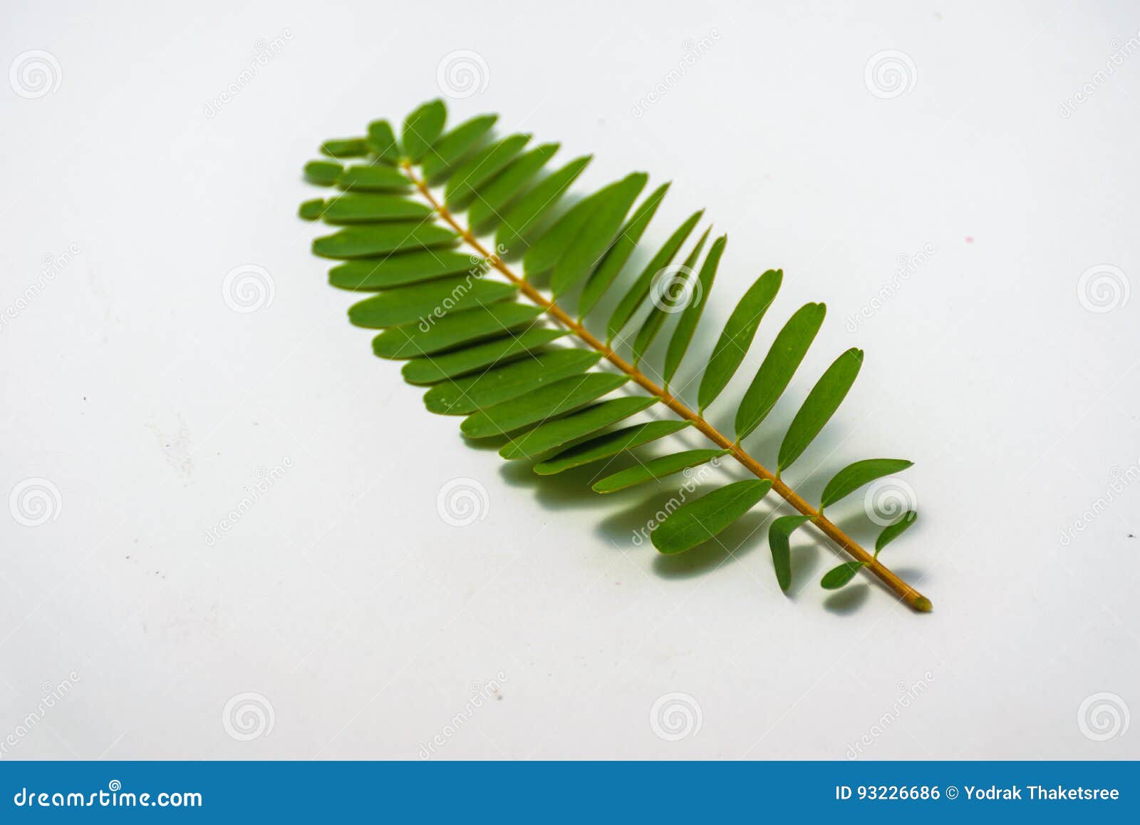 Sesbania grandiflora leaf stock photo. Image of agasta - 93226686