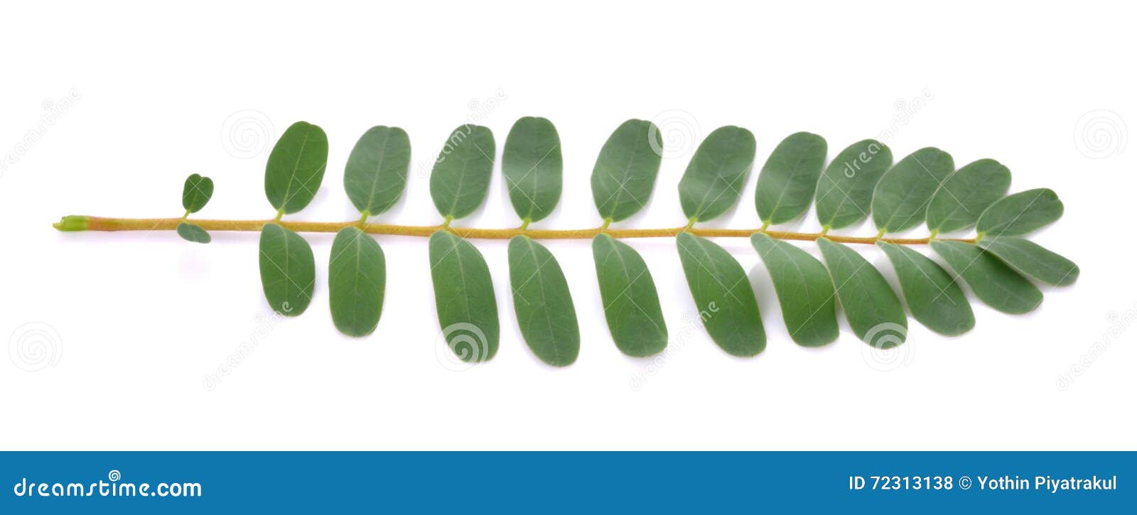 Sesbania Grandiflora Leaves on White Background Stock Photo - Image of ...