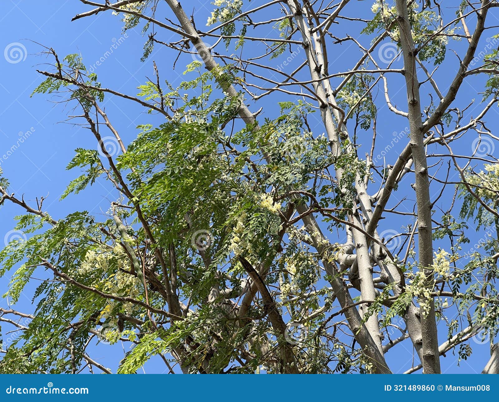 Sesbania Grandiflora Tree in Nature Garden Stock Photo - Image of ...