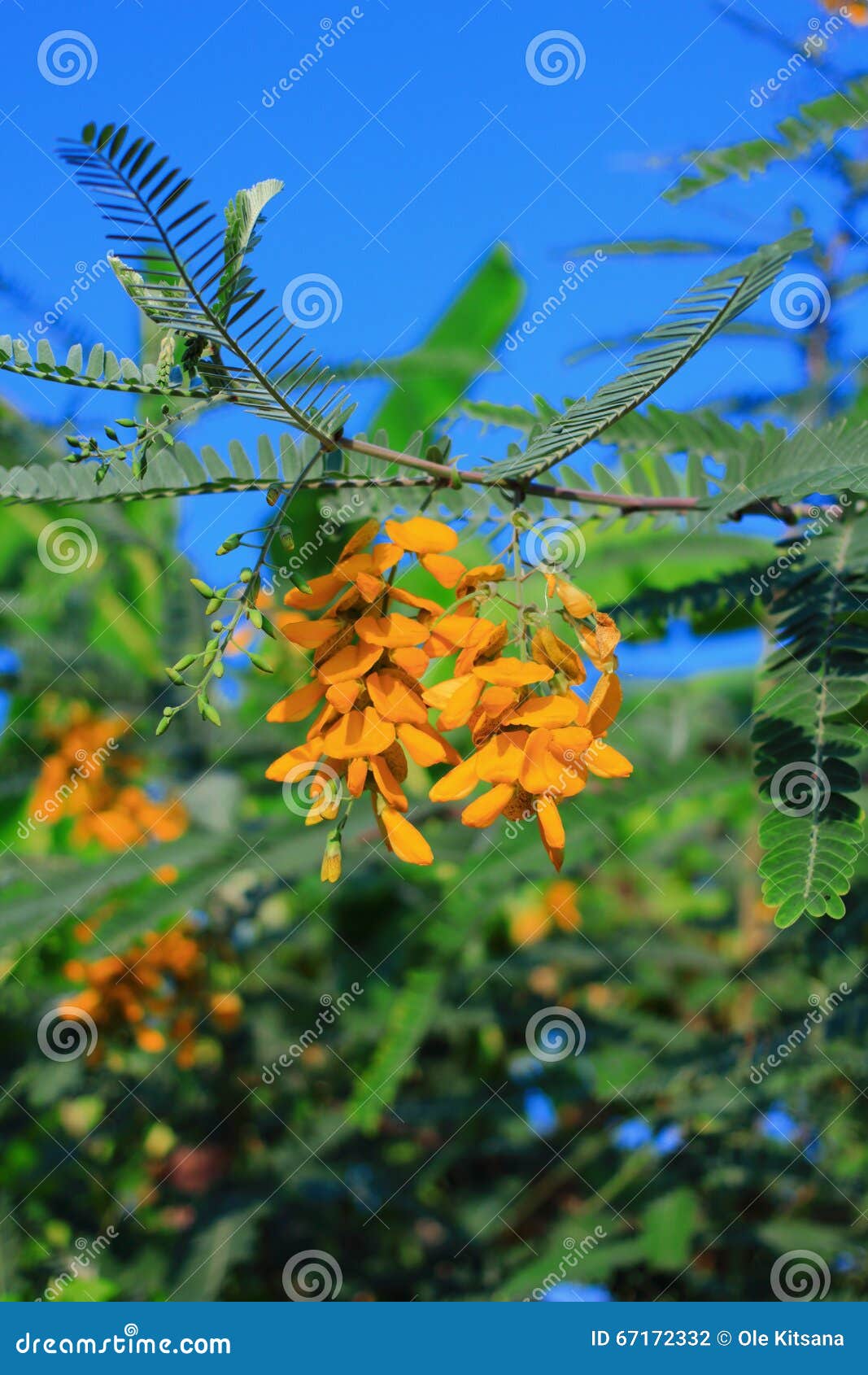 Sesbania stock photo. Image of plant, beautiful, sesbania - 67172332