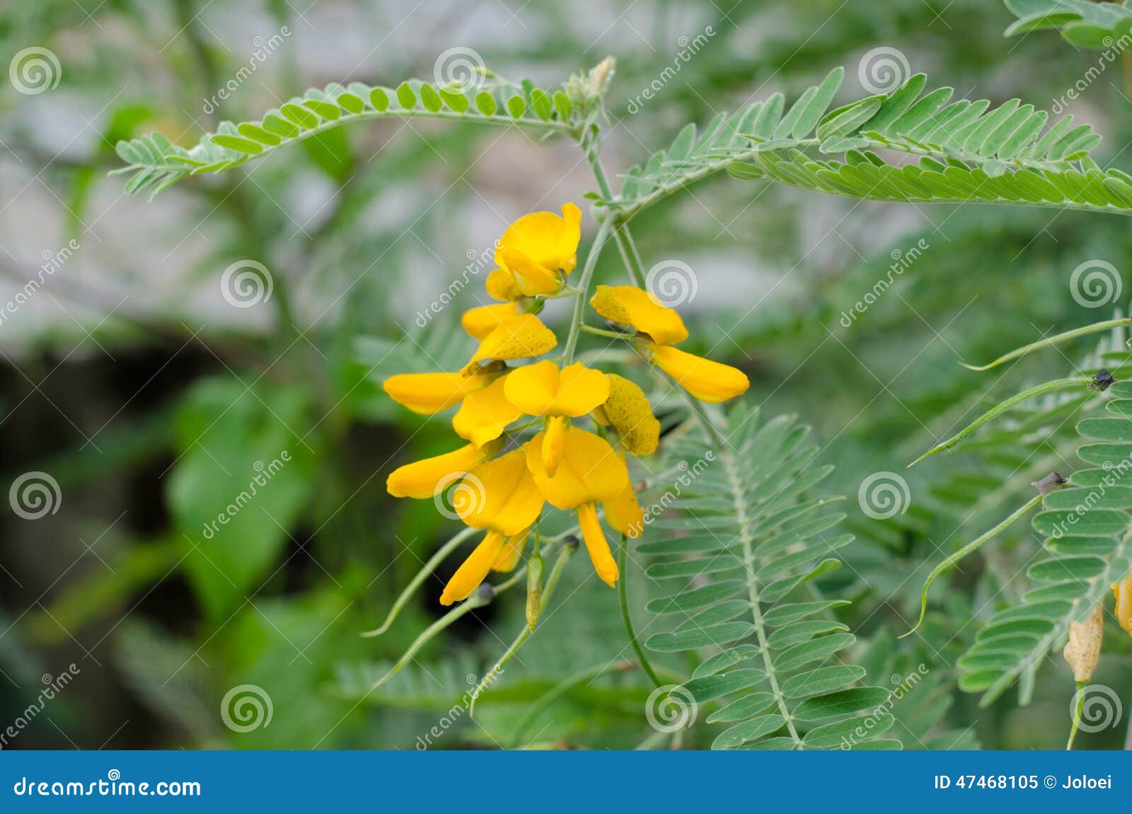 Sesbania javanica stock afbeelding. Image of kruid, nave - 47468105