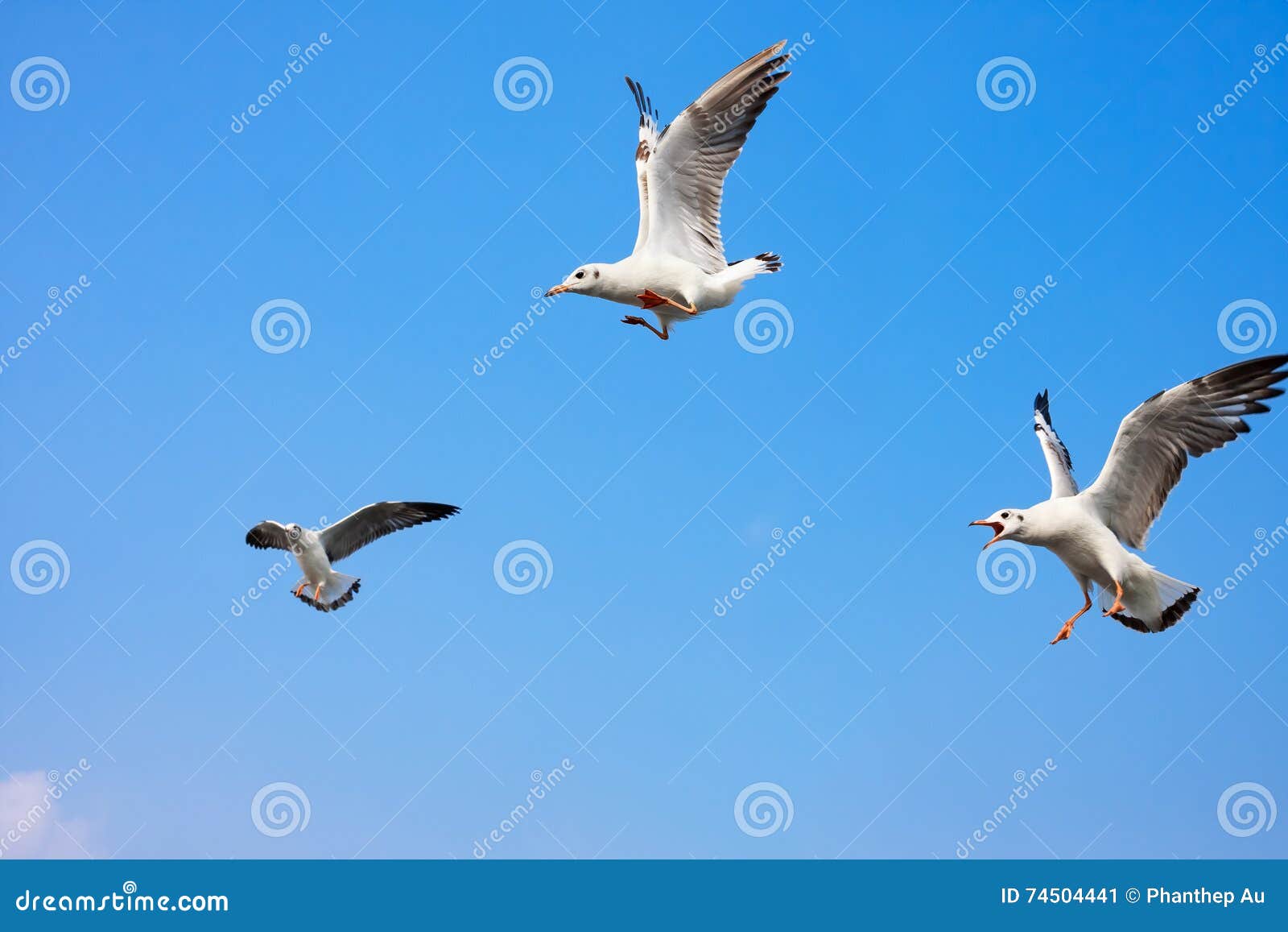 SeSeagull Snatching Food in Sky Stock Image - Image of snatching, shock ...