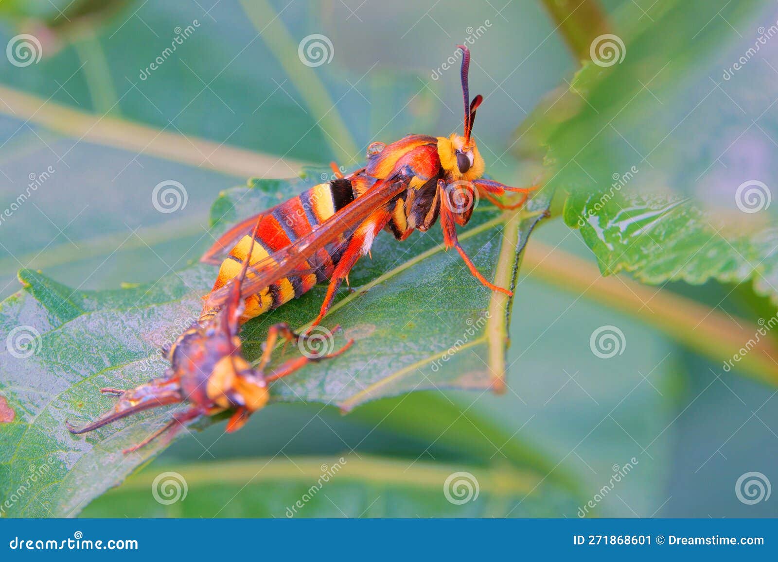 Sesiidae moth stock image. Image of mating, pair, coupling - 271868601