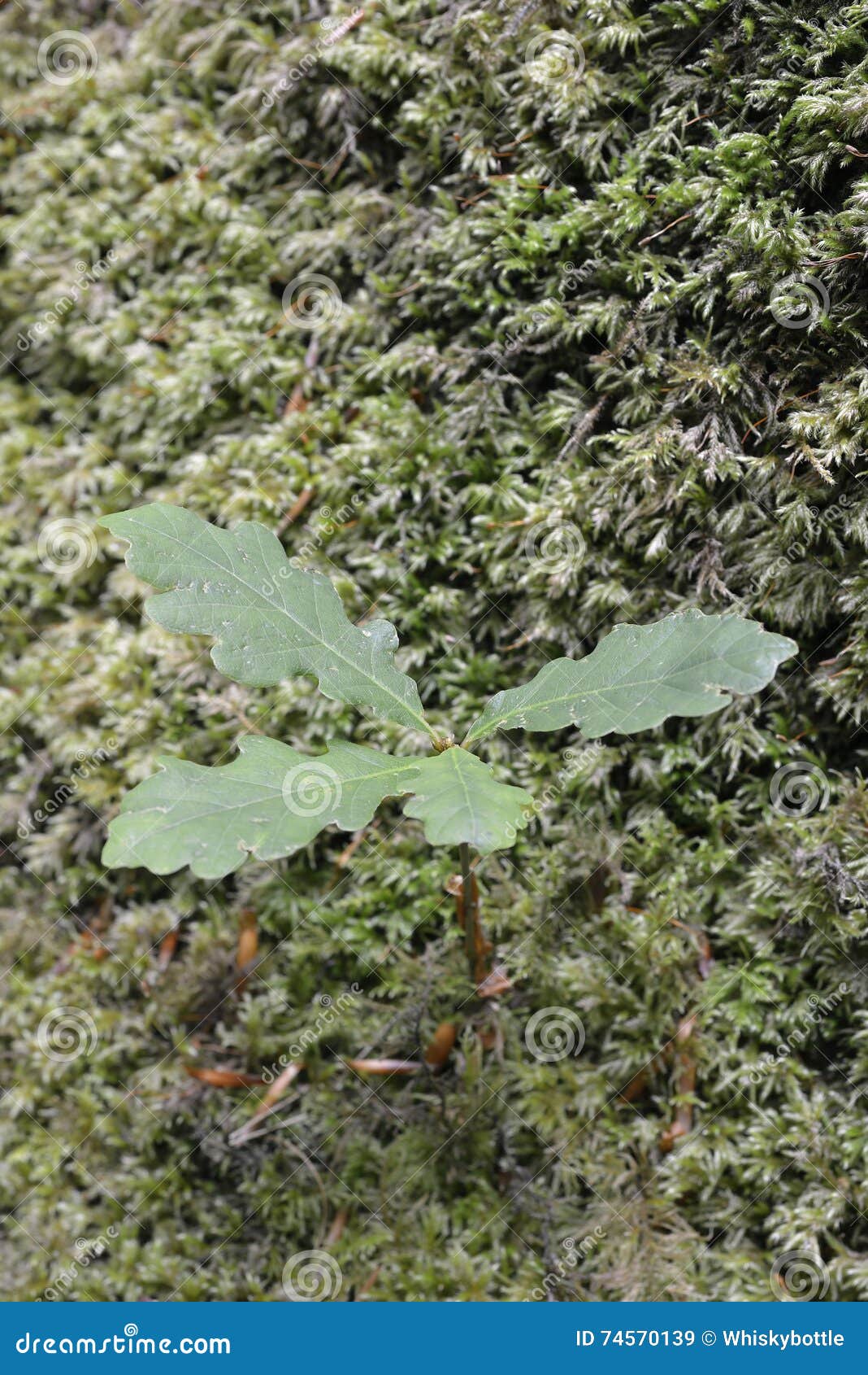 Sessile Oak Tree Sapling Royalty-Free Stock Photo | CartoonDealer.com ...