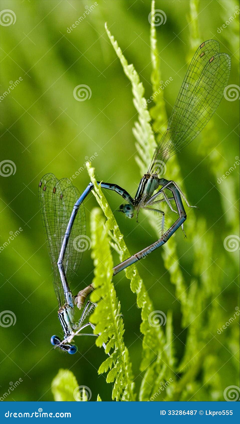 Sesso Della Libellula Blu Gialla Selvaggia Immagine Stock - Immagine di ...