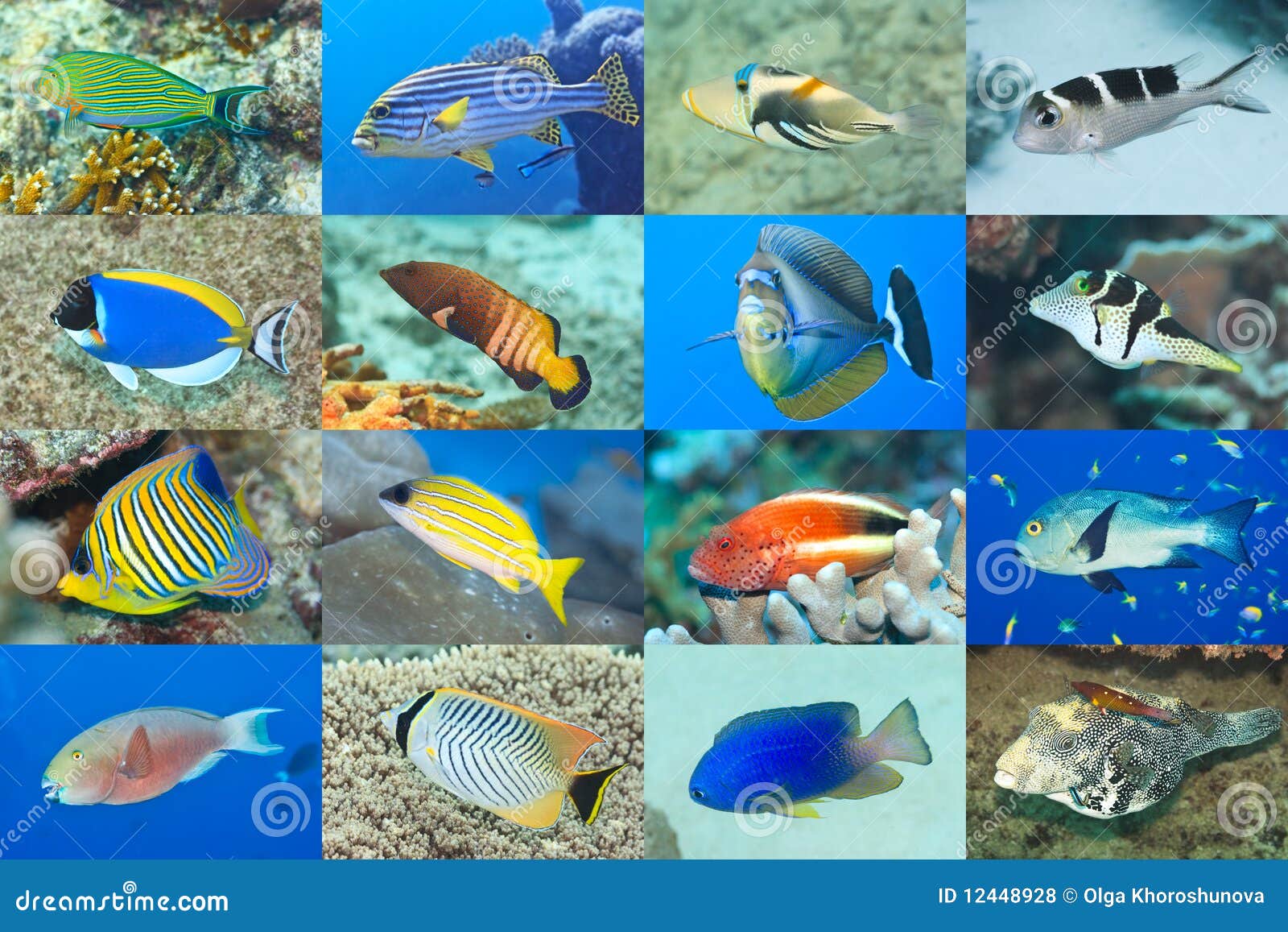 Set Of 16 Fishes Royalty Free Stock Photos - Image: 12448928