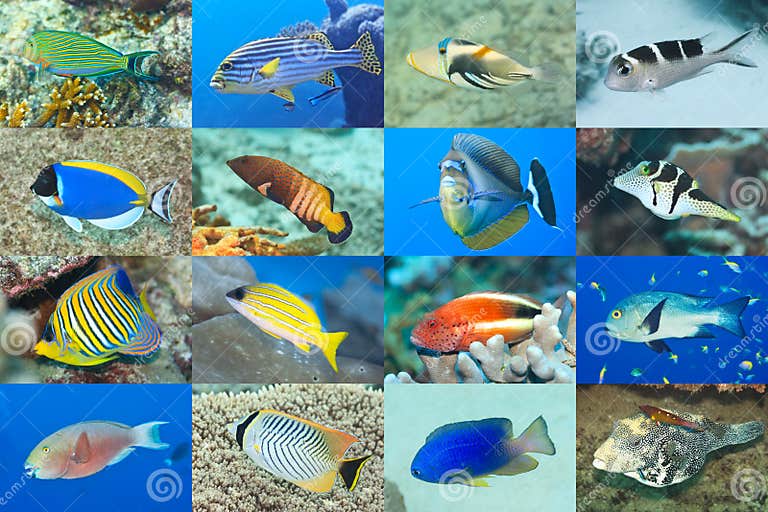 Set of 16 fishes stock photo. Image of pufferfish, exotic - 12448928