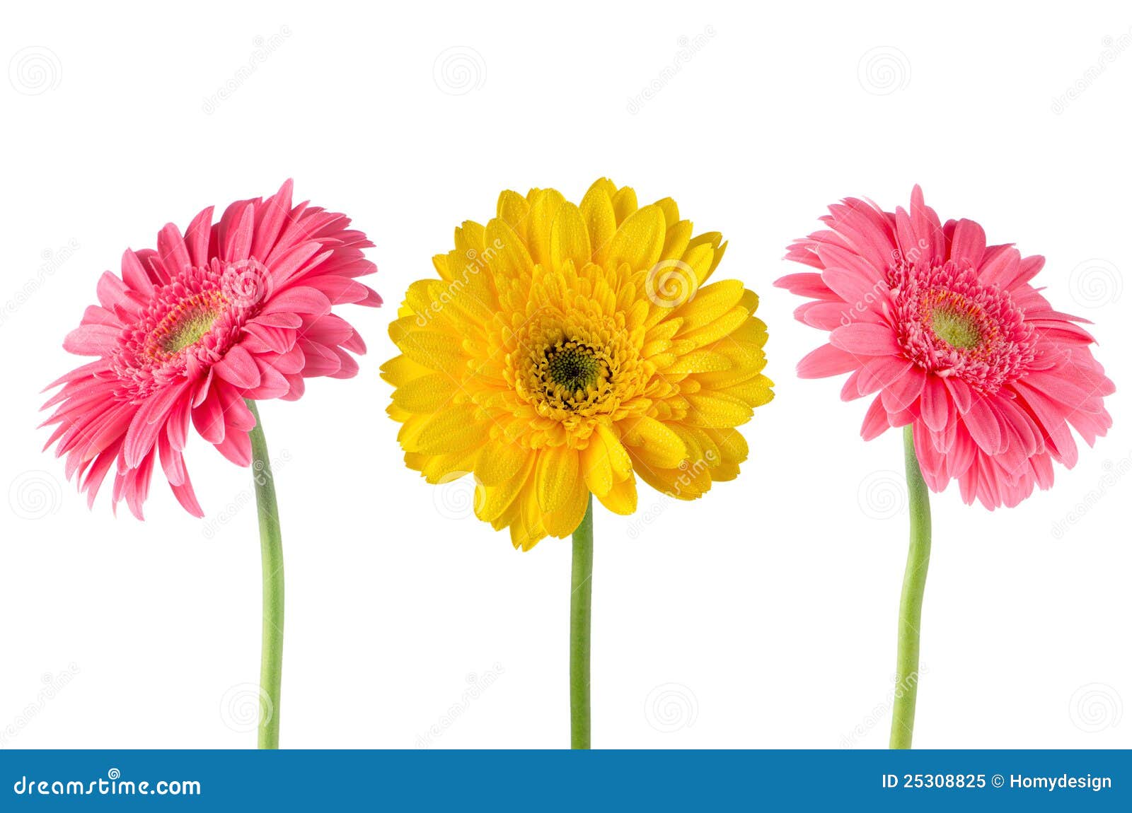 Set of 3 gerberas stock image. Image of fresh, gerbera - 25308825