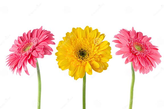 Set of 3 gerberas stock image. Image of fresh, gerbera - 25308825