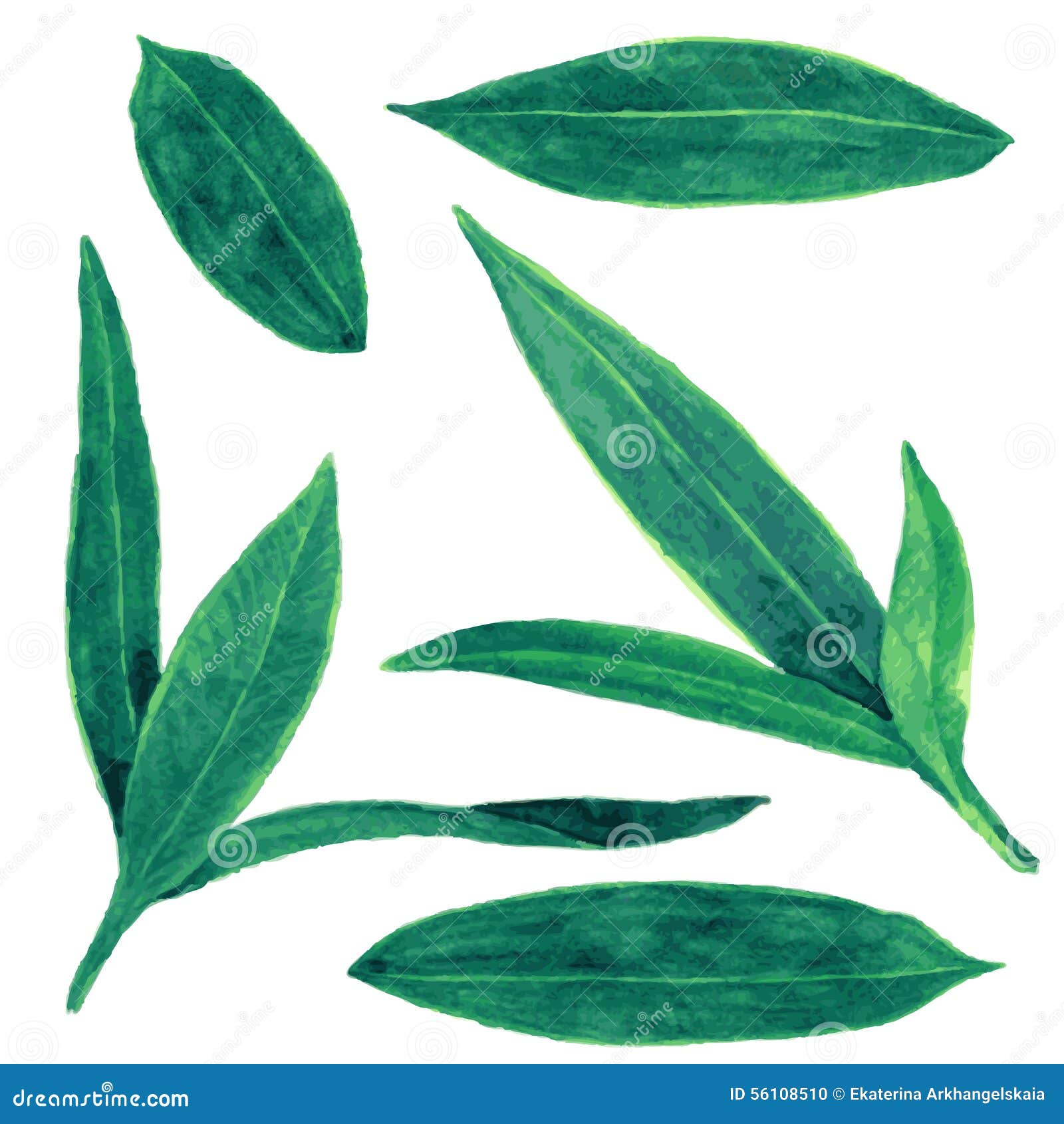 Set of Abstract Leaves in Watercolor Stock Vector - Illustration of ...