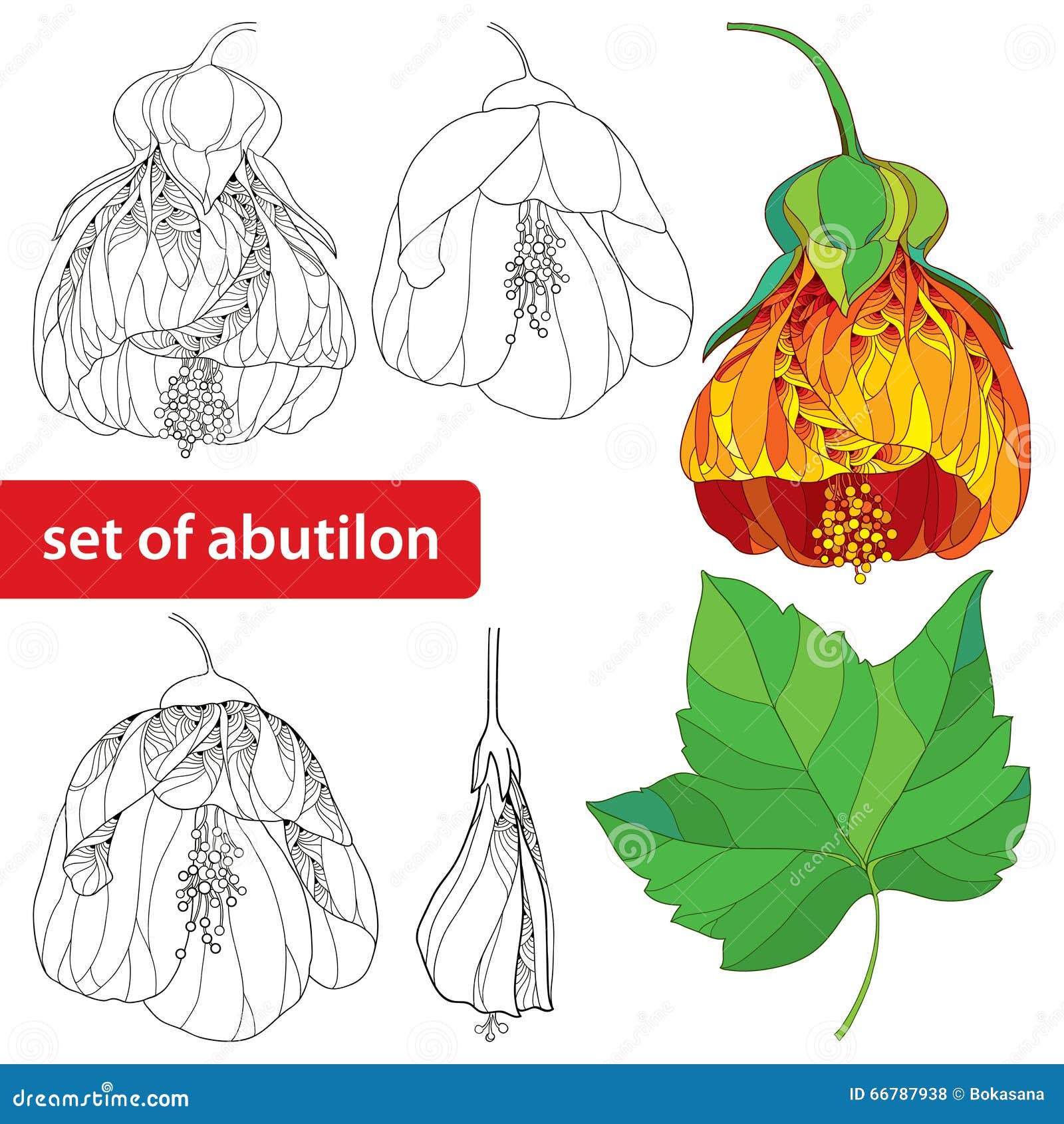 Set with Abutilon Flower, Leaf and Bud Isolated on White Background ...