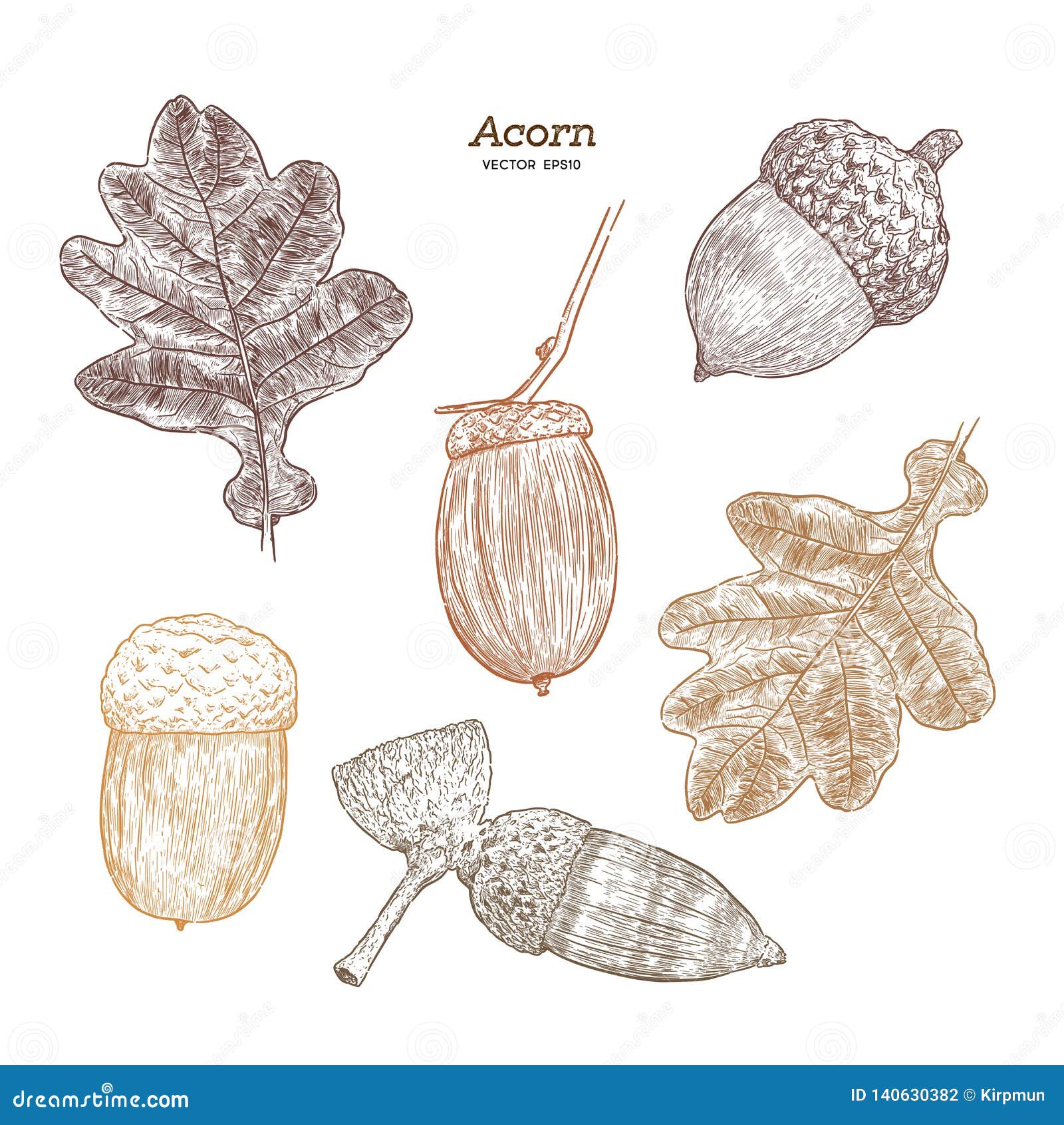 Set of Acorn, Hand Draw Vector Stock Vector - Illustration of drawing ...