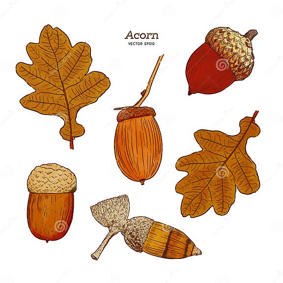 Set of Acorn, Hand Draw Vector Stock Vector - Illustration of botany ...