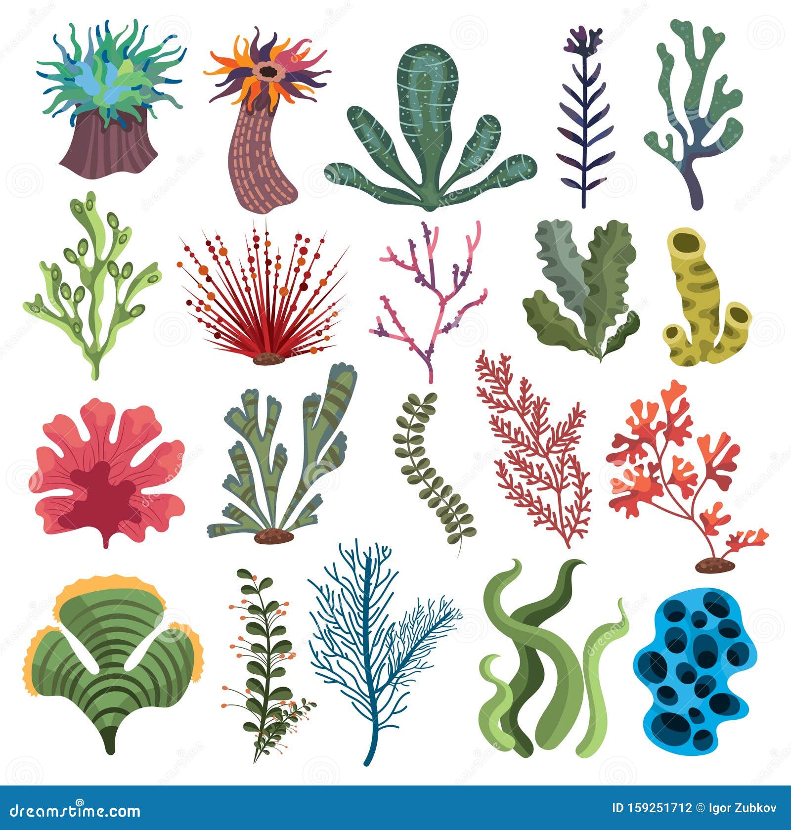 Set of Algae. Collection of Cartoon Algae. Vector Illustration for ...