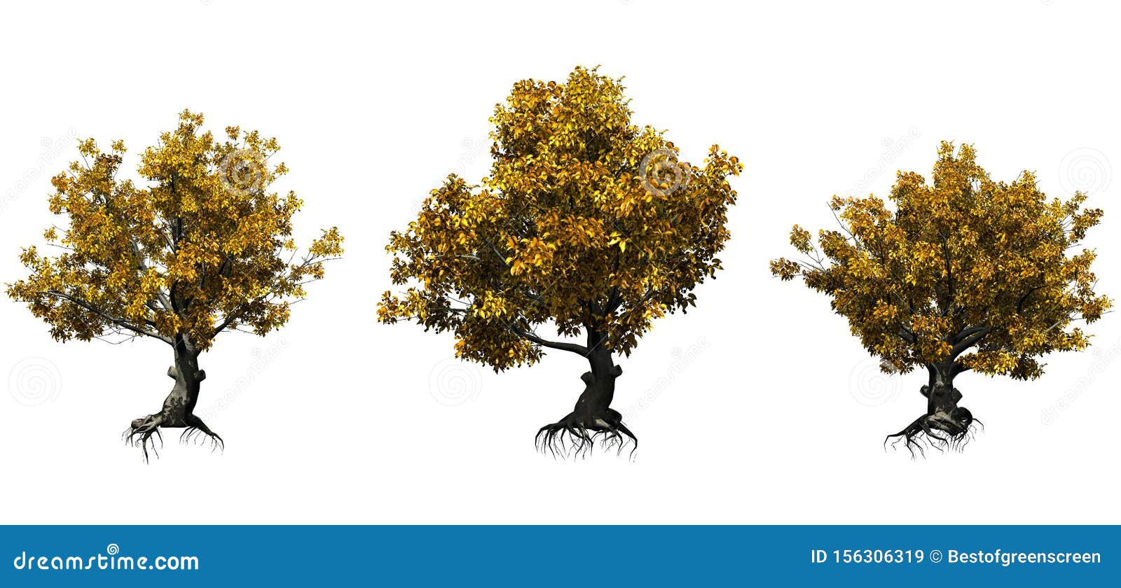 Set of American Beech Trees in the Autumn on White Background Stock ...