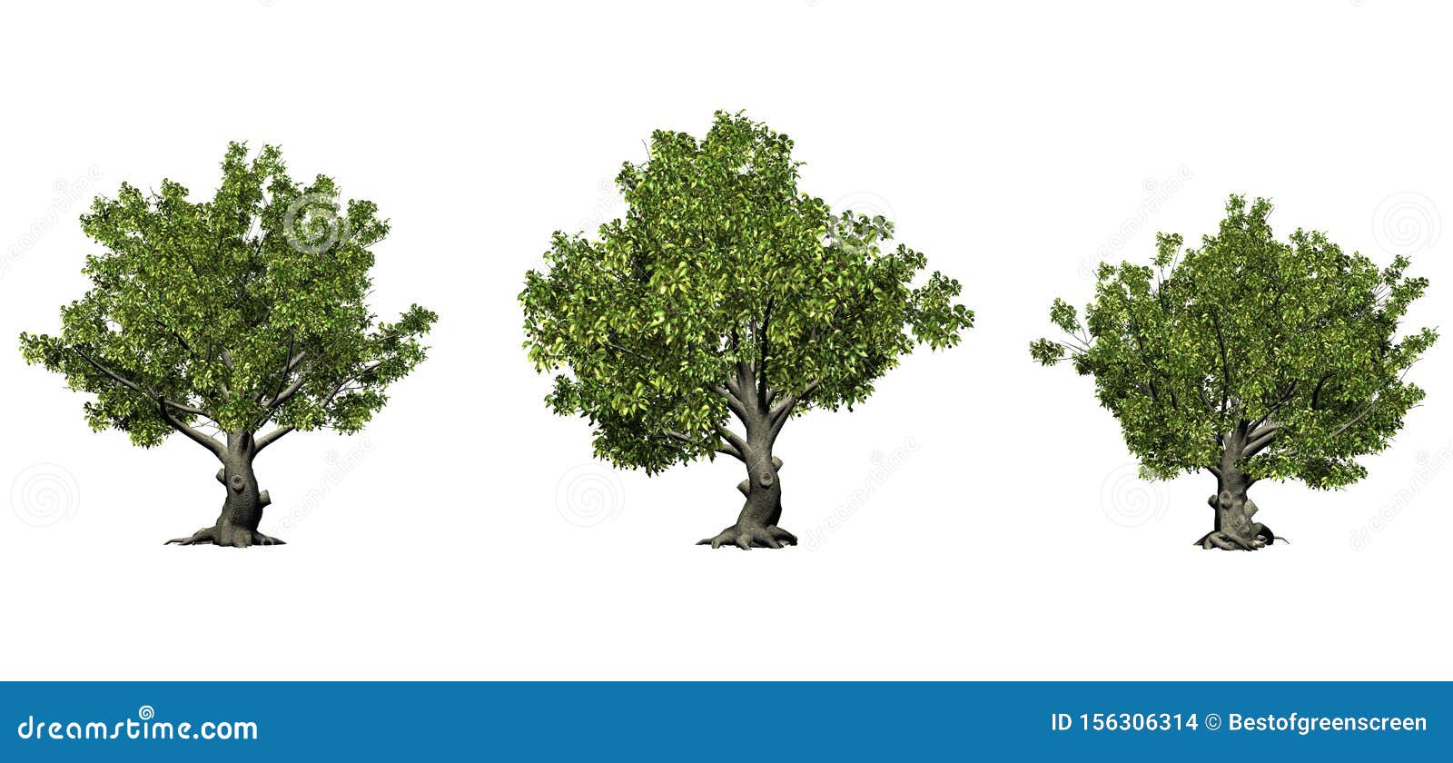 Set of American Beech Trees in the Summer on White Background Stock ...