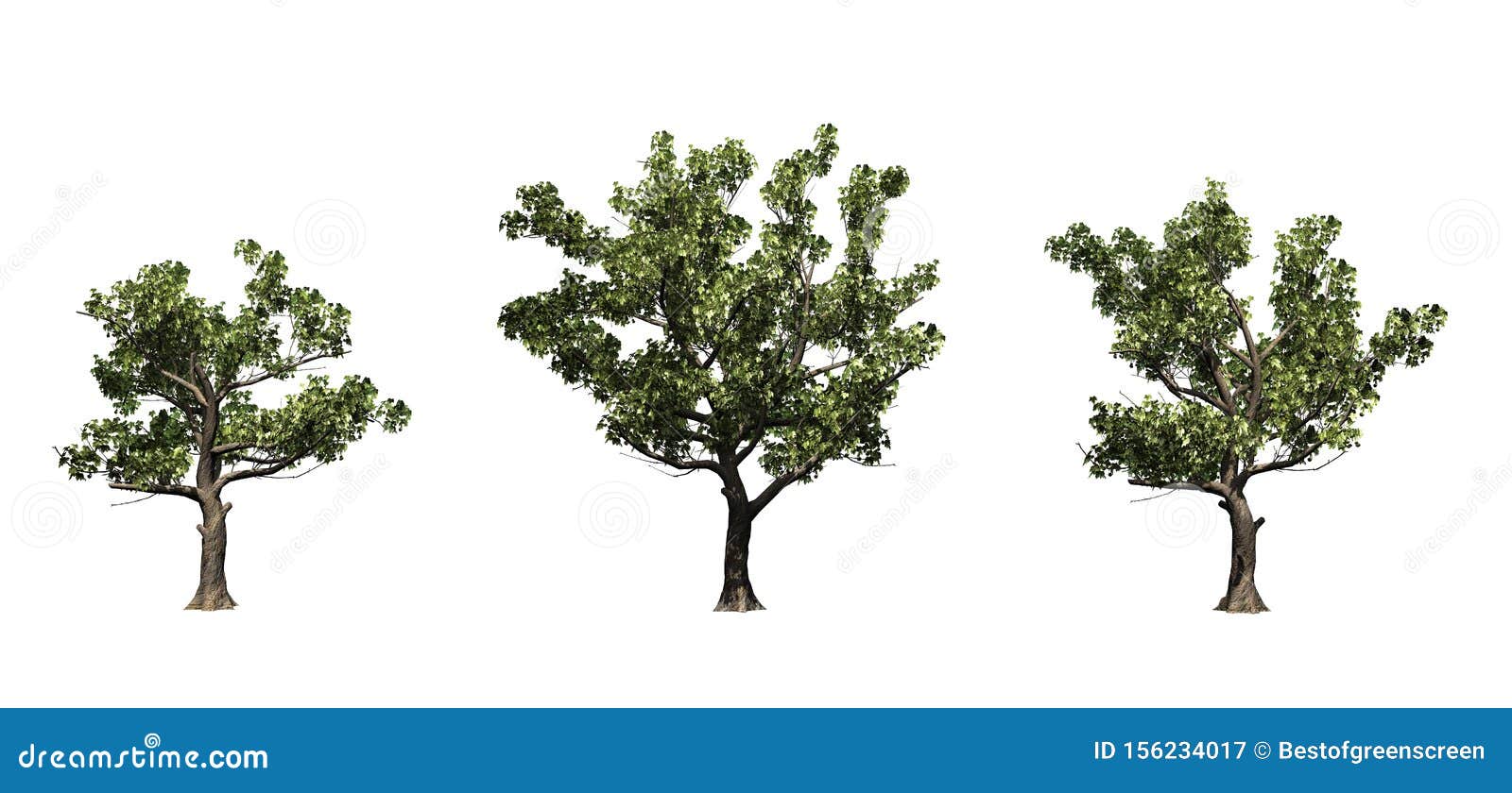 Set of American Sycamore Trees in the Summer on White Background Stock ...