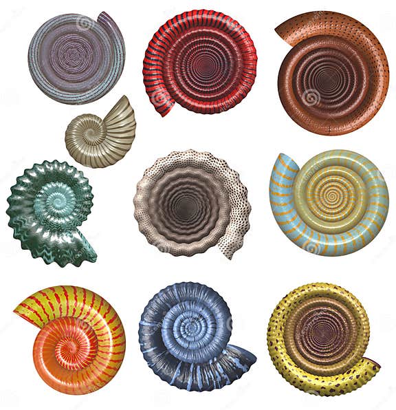 Set of ammonite shell stock illustration. Illustration of sohlites ...