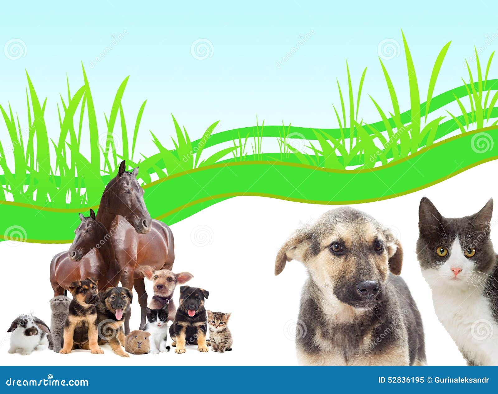 Set of animals stock image. Image of rodent, mouse, animal - 52836195