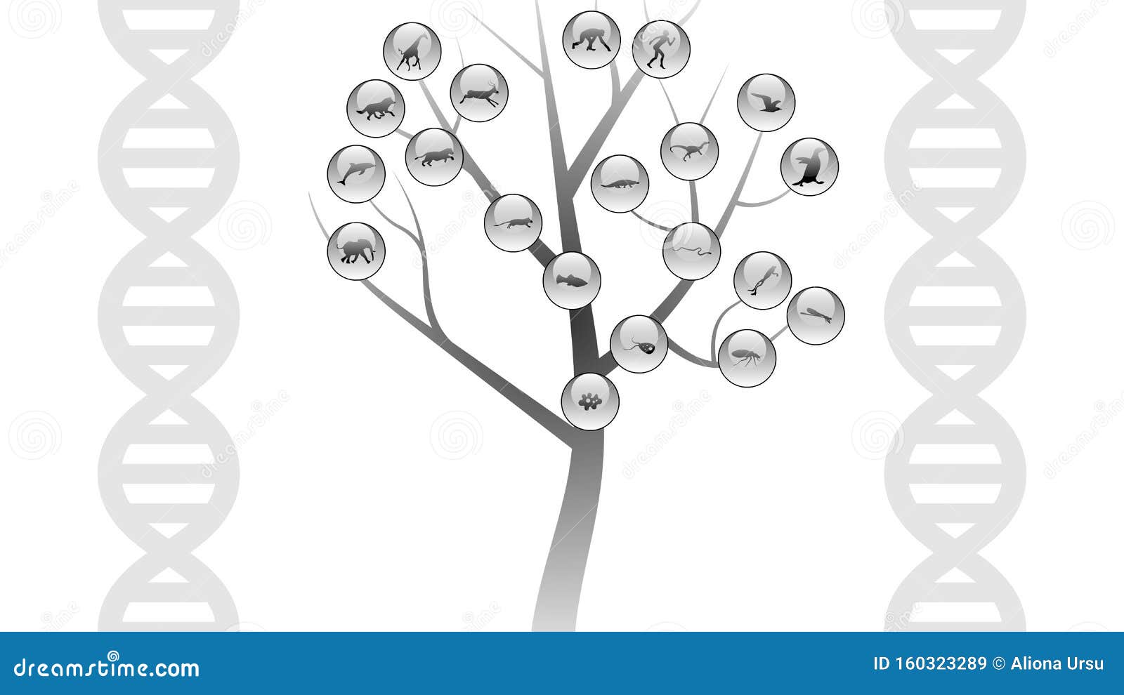 Evolution Tree Illustration Stock Vector - Illustration of fish, genome ...