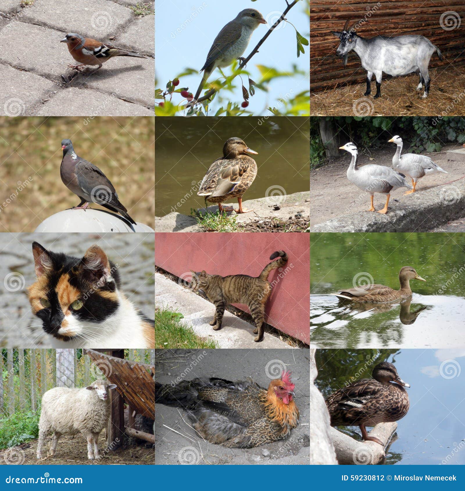 Set of 12 animals photos stock photo. Image of monkey - 59230812