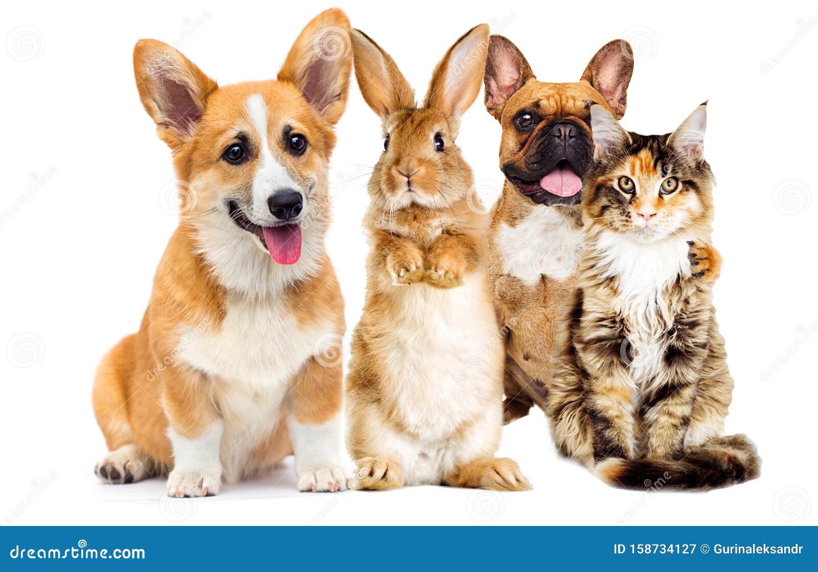 Set of animals stock image. Image of funny, pets, collection - 158734127