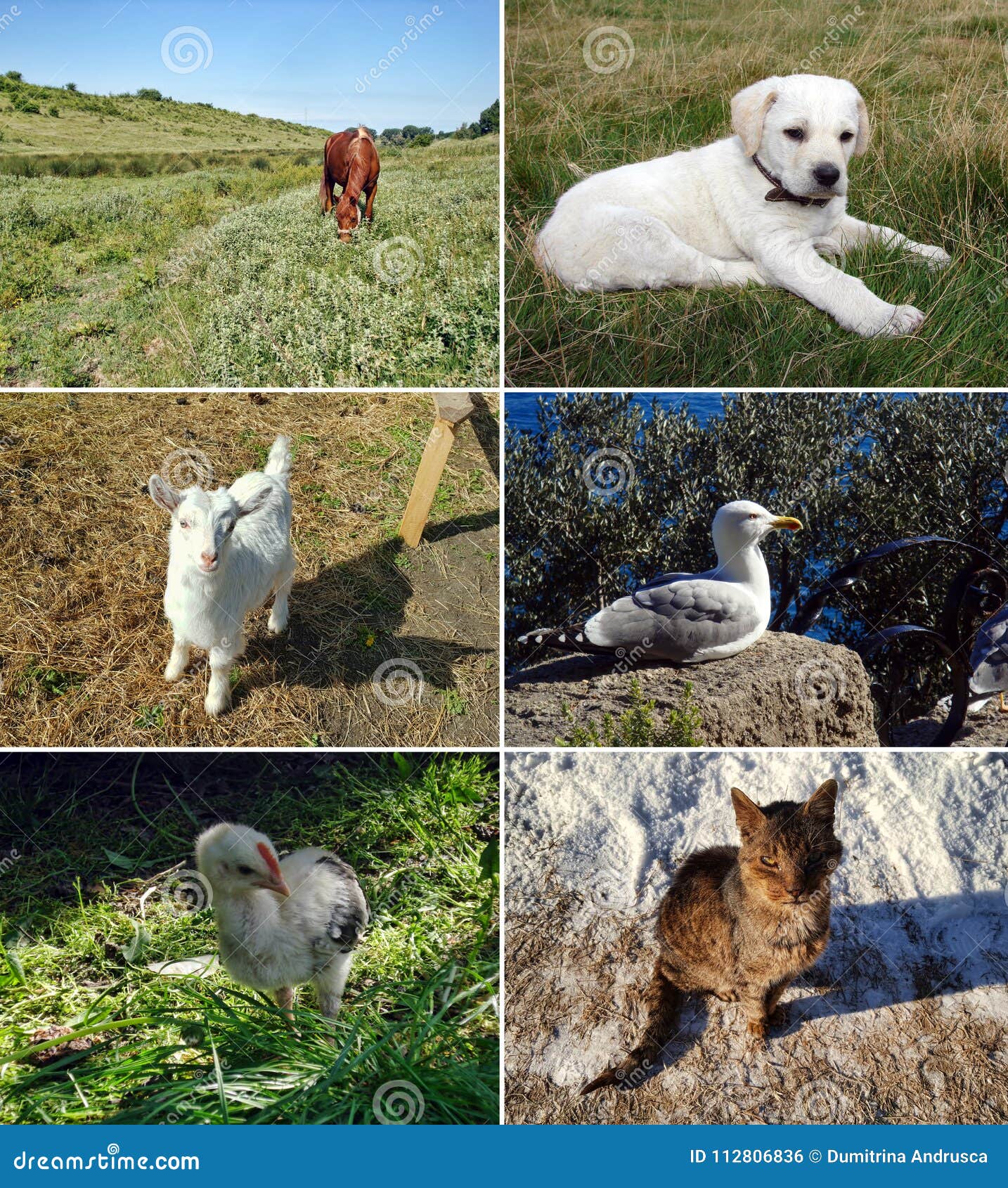 Set of animals stock photo. Image of grass, horse, lots - 112806836