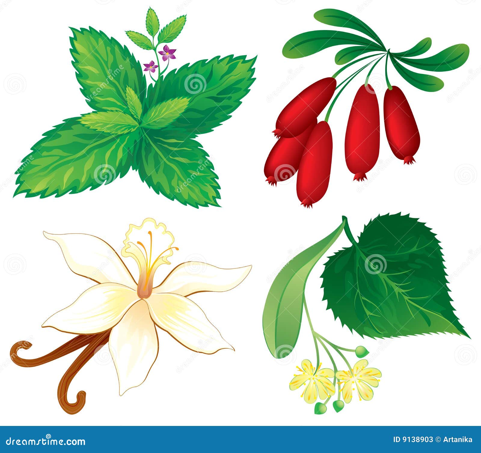 Set of aromatic plants stock vector. Illustration of eatable - 9138903